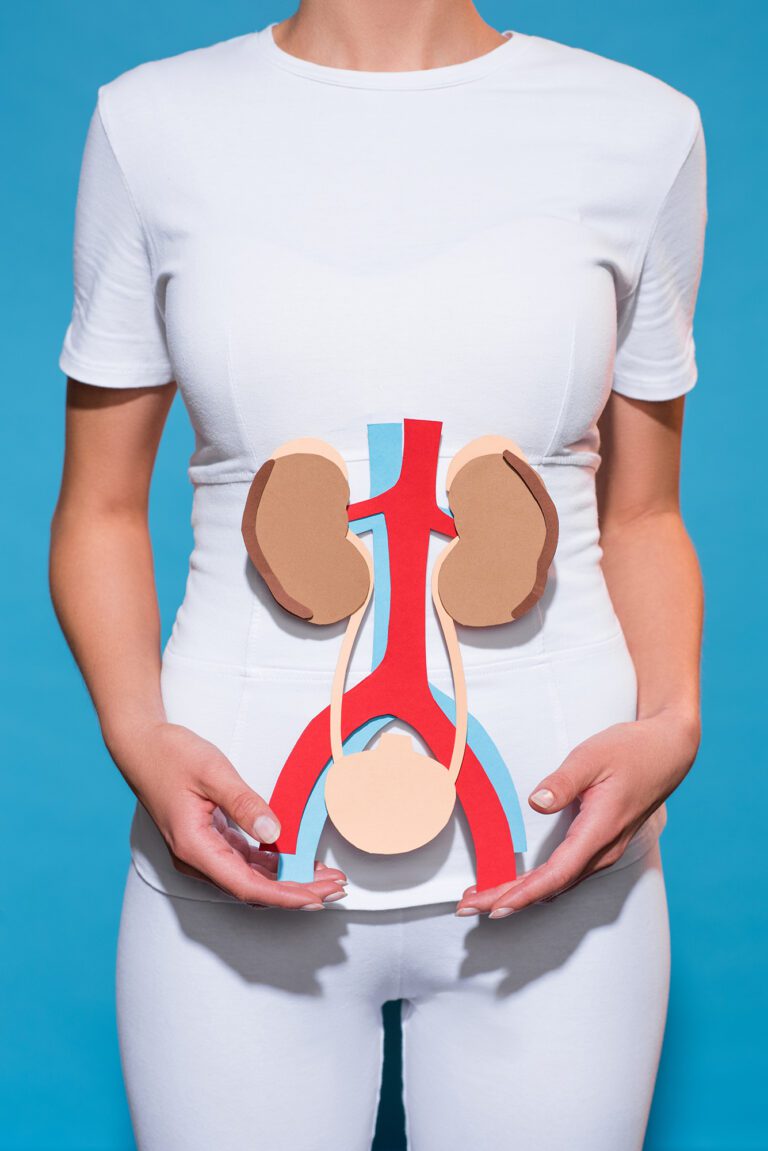 cropped shot of woman holding paper crafted human internal organ ...